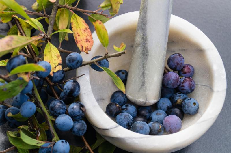 Kdy sbírat trnky, jak je správně zpracovat a jaký mají vliv na naše ...