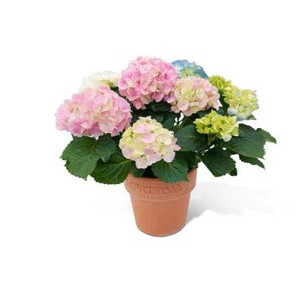 TRIO HORTENZIE (HYDRANGEA MACROPHYLLA) v akci | AkcniCeny.cz