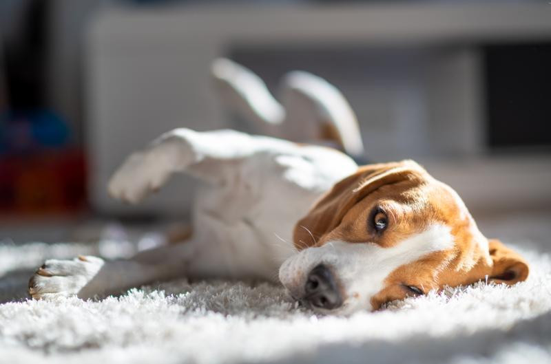 Proč váš pes hrabe v koberci? Tento důvod majitele často vůbec ...