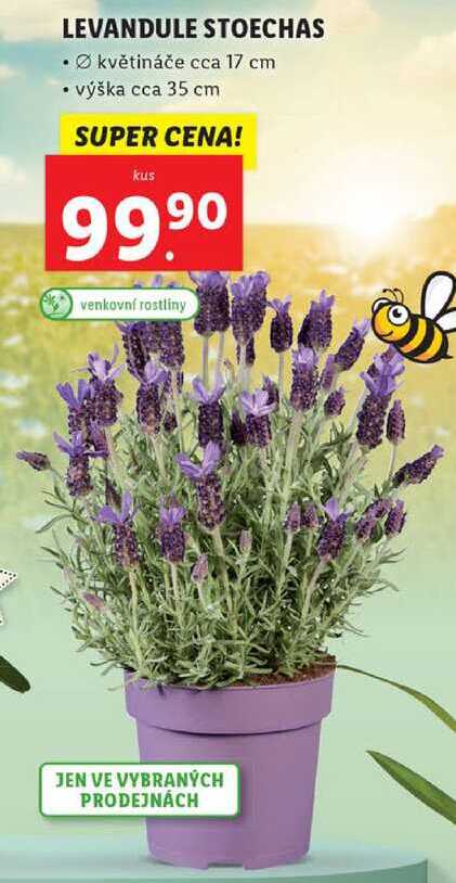 Levandule (Blue Scent) v akci | AkcniCeny.cz