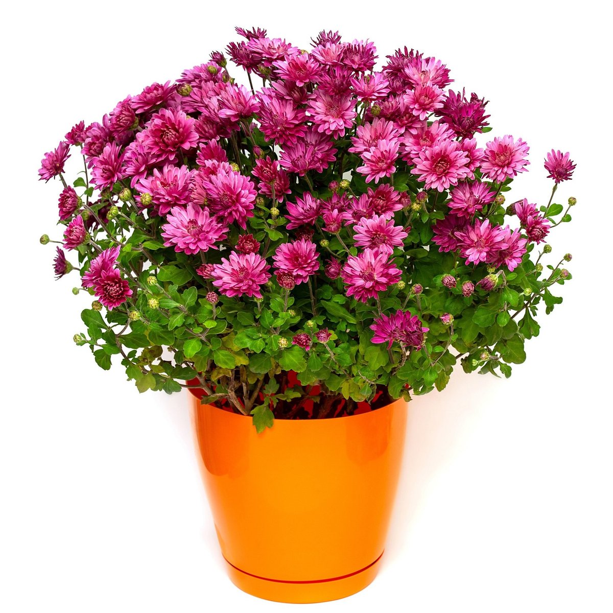 Chryzantéma multiflora květináč od ø 12 cm 1 ks v akci | AkcniCeny.cz