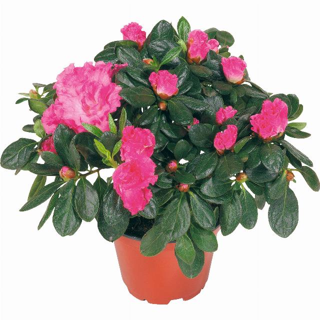 Umyvadla Steilmann v akci | AkcniCeny.cz